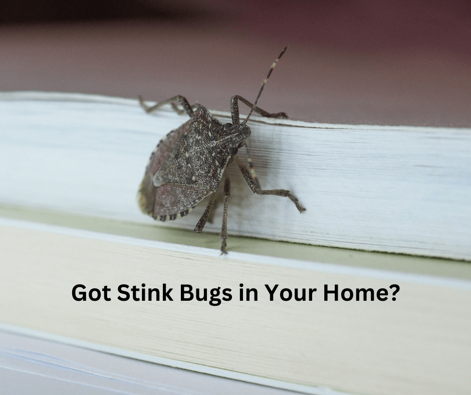 Stink Bug Proofing Your Home: Tips and Tricks