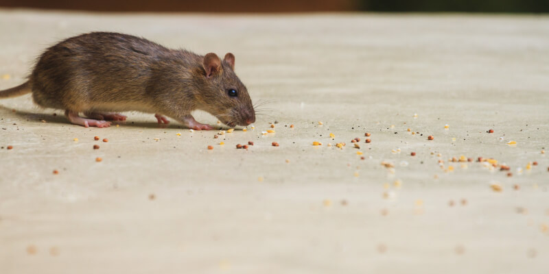 Rodent Awareness Week 2024: Six Signs of a Rodent Infestation