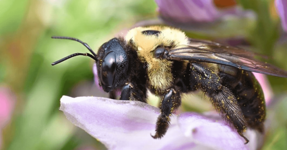 Carpenter Bee Control on Long Island | EM Pest Control